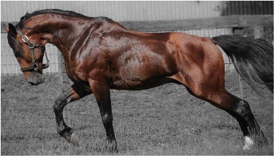 John Nalder's busy week leading up to Garrards annual 2YO Sale