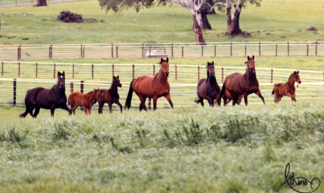 Incentives announced to boost quality and quantity of foals for NSW breeder